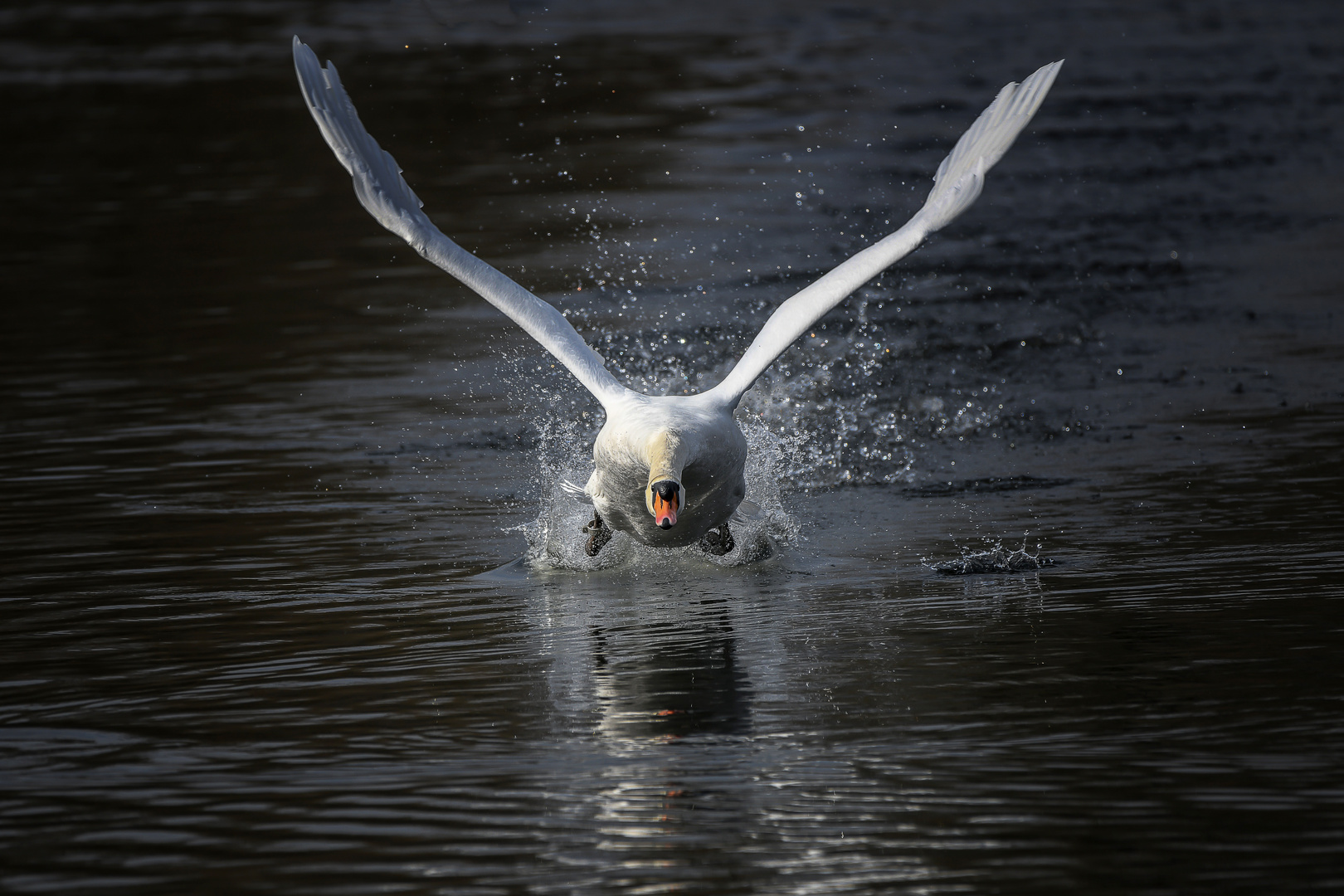 Auf Krawall gebürstet Foto & Bild | deutschland, europe, nordrhein ...