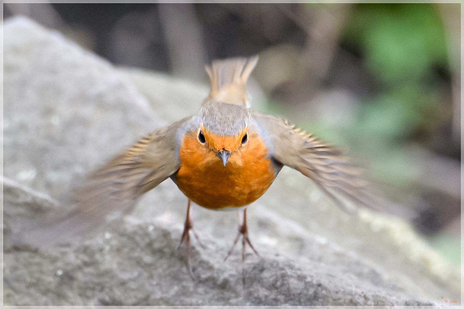 Auf Krawall gebürstet Foto & Bild | natur, essen, nrw Bilder auf fotocommunity