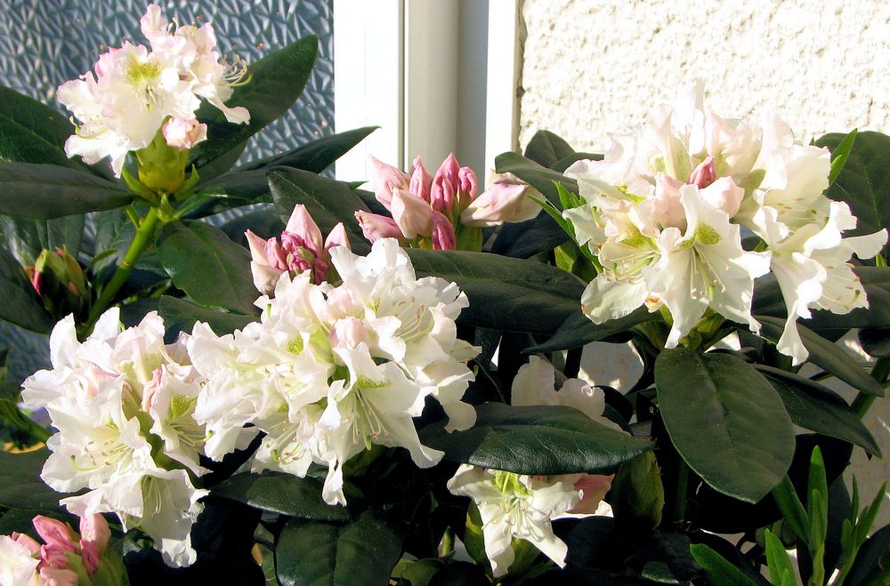 Auf meinem Balkon Foto & Bild | jahreszeiten, frühling, natur Bilder ... Auf meinem Balkon Foto & Bild | jahreszeiten, frühling, natur Bilder ...