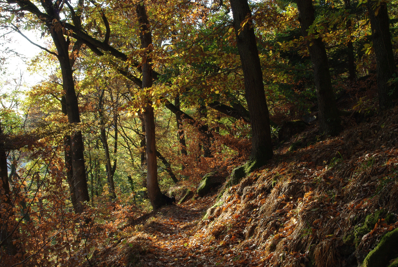 Auf steilen Pfaden Foto & Bild | wald, natur, herbst Bilder auf ...