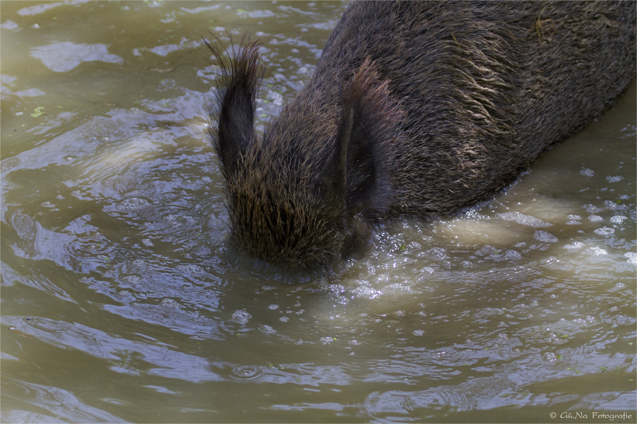 Auf Tauchstation Foto & Bild | tiere, zoo, wildpark & falknerei ...