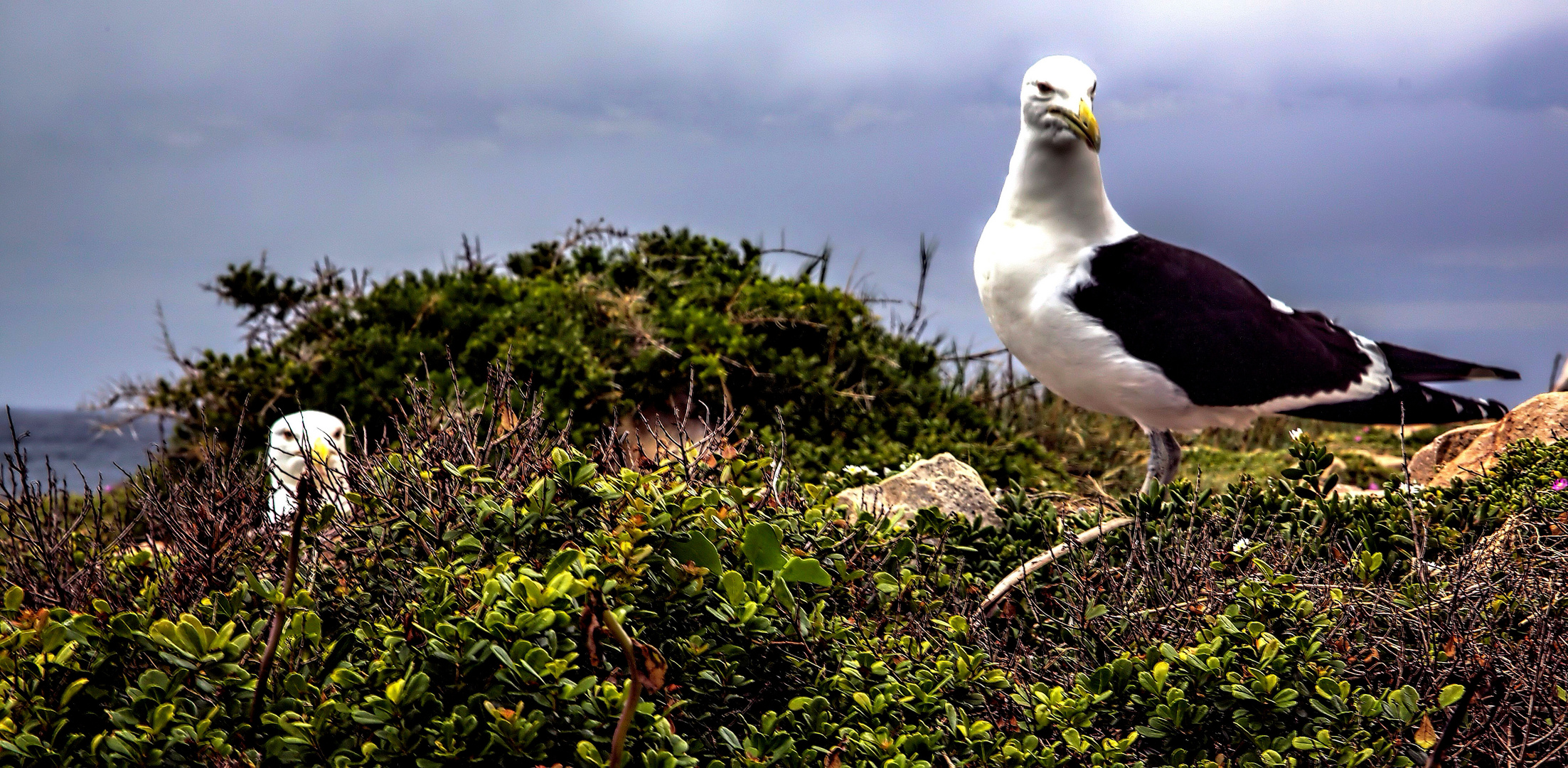 auf Tauchstation ..... Foto & Bild | africa, southern africa, south ...