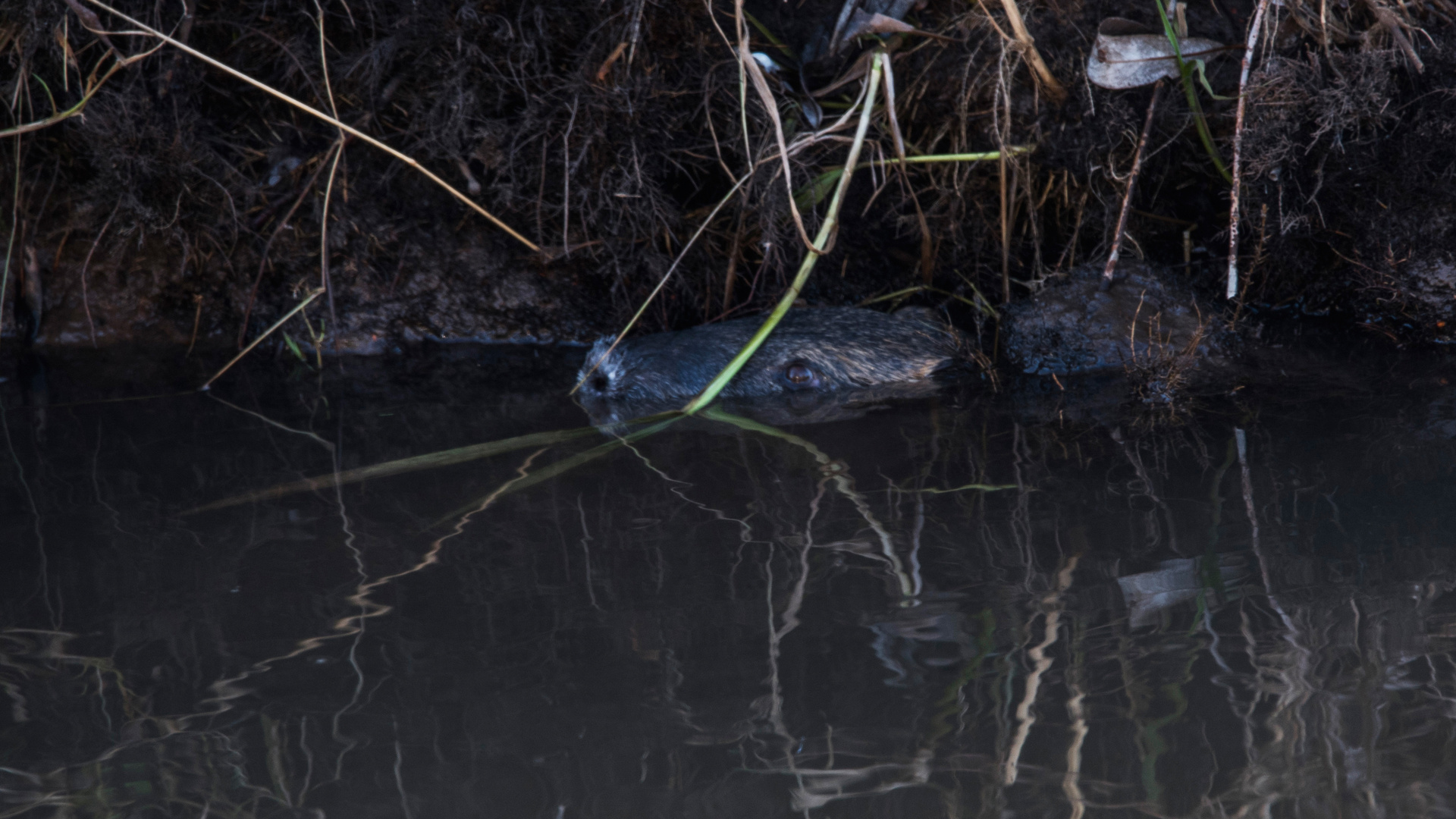 Auf Tauchstation Foto & Bild | fotos, natur, nutria Bilder auf ...