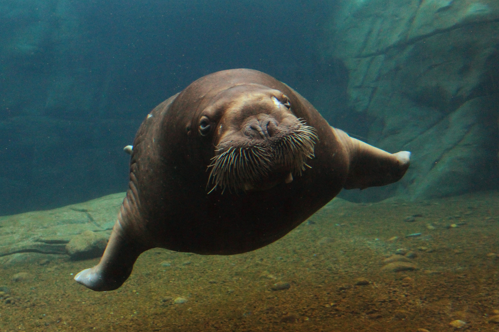 Auf Tauchstation im Eismeer Foto & Bild | tiere, zoo, wildpark ...