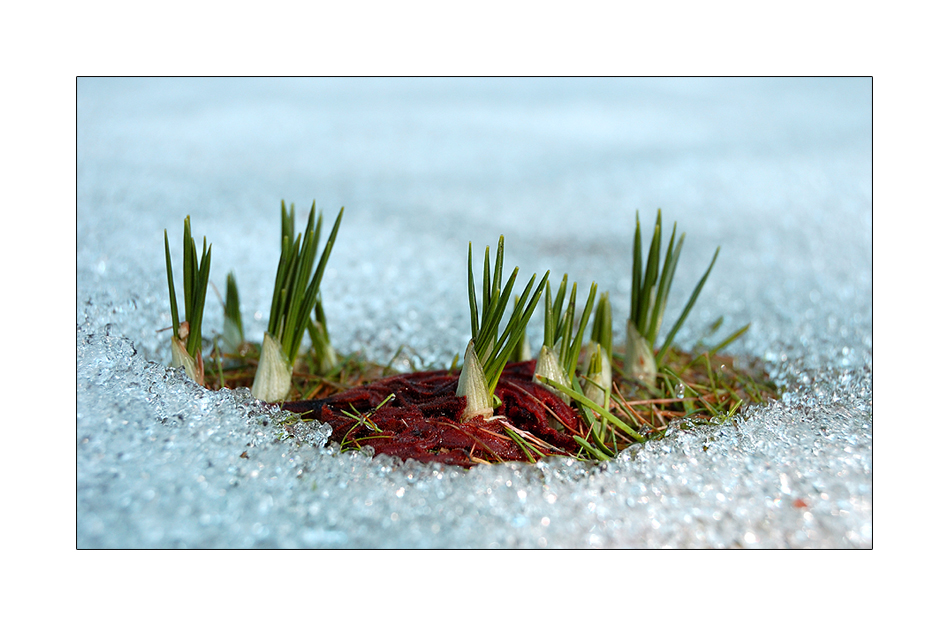 Aufbruch ... Foto & Bild | jahreszeiten, frühling, winterlich Bilder ...