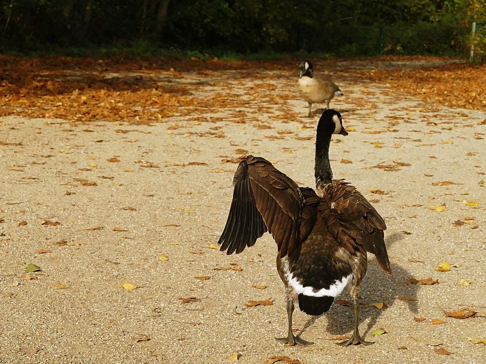 aufeinander zu gehen Foto & Bild | natur, tiere, wildlife Bilder auf ...