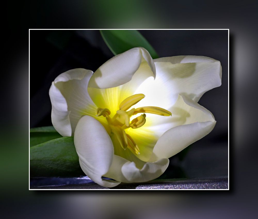 Aufgeblüht! Foto & Bild | makro, winter, tulpen Bilder auf fotocommunity