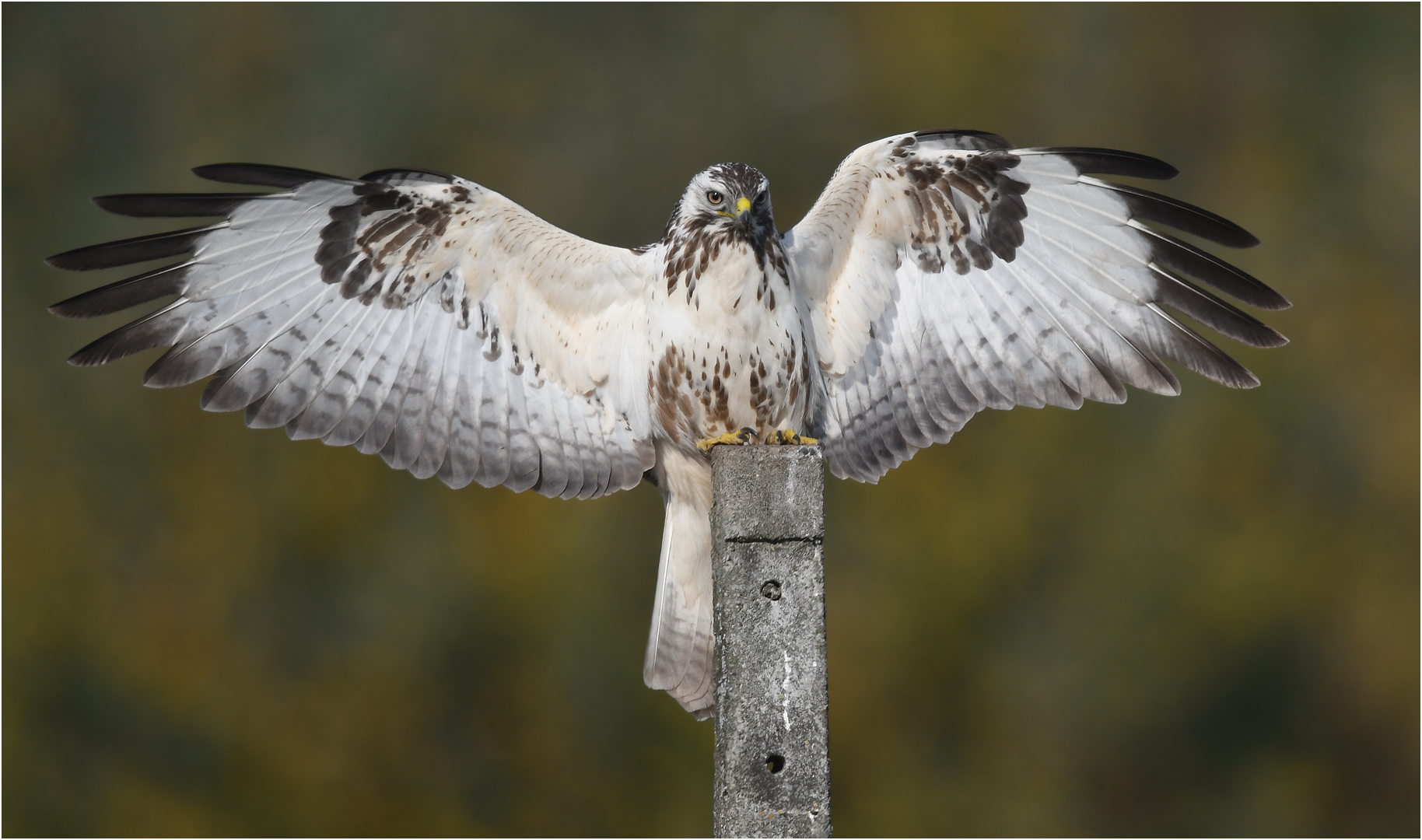 Aufgesetzt Foto & Bild | nature, natur, tiere Bilder auf fotocommunity