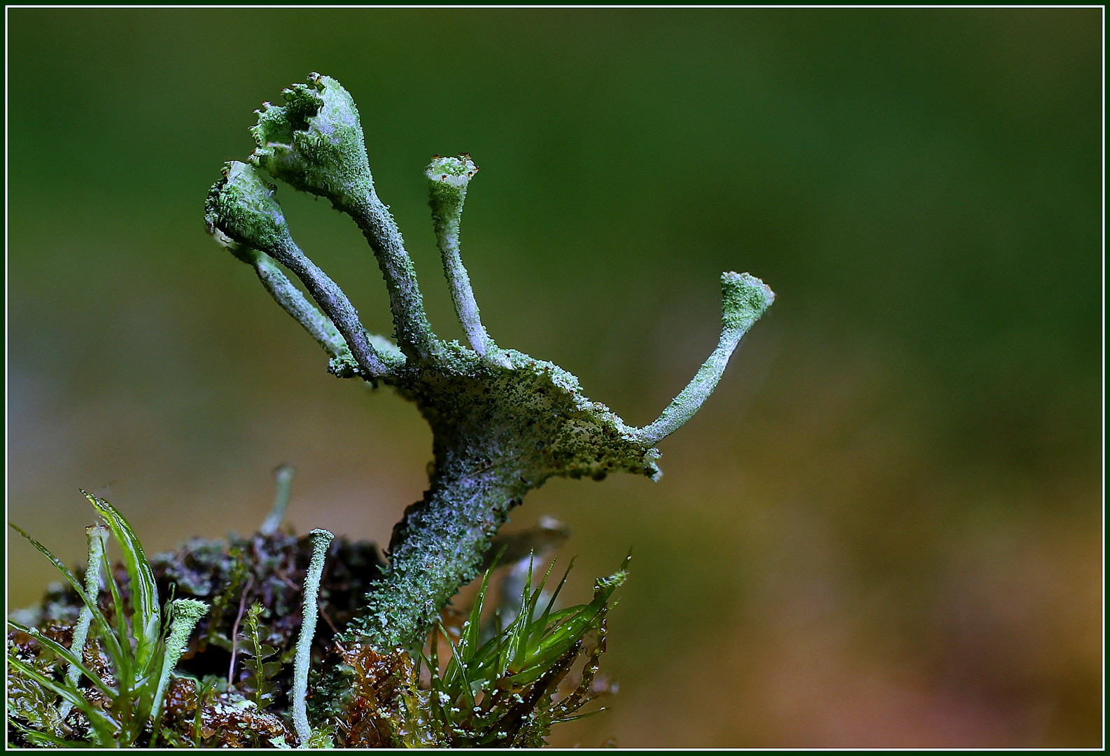 aufgesetzt ´´´´ Foto & Bild | pflanzen, pilze & flechten, pilze ...