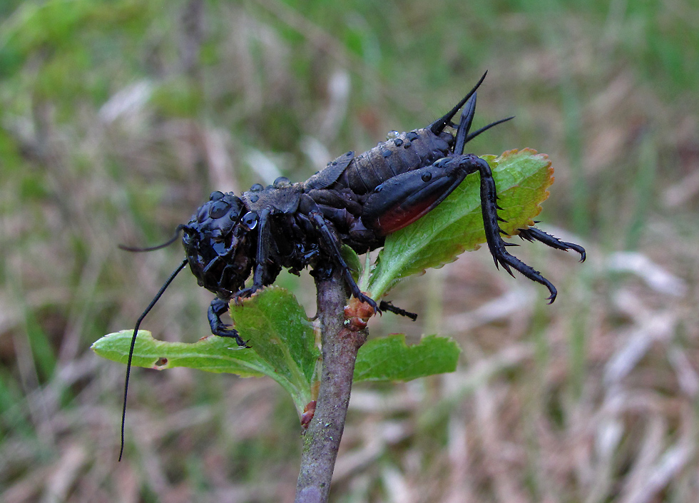 aufgespießte Grille, Beute eines Neuntöters Foto & Bild | tiere ...