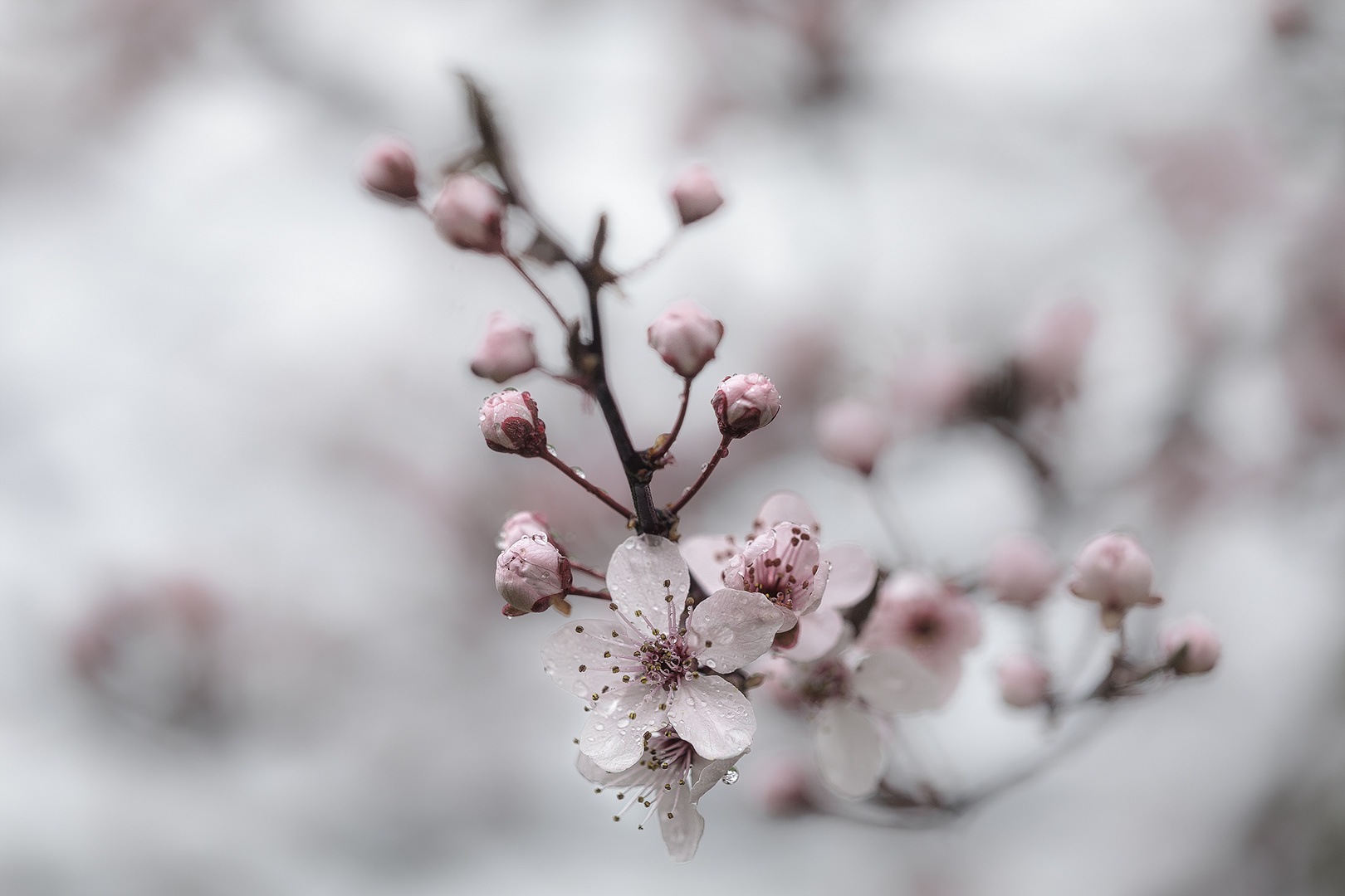 aufhalten ... Foto & Bild | baum, licht, frühling Bilder auf fotocommunity