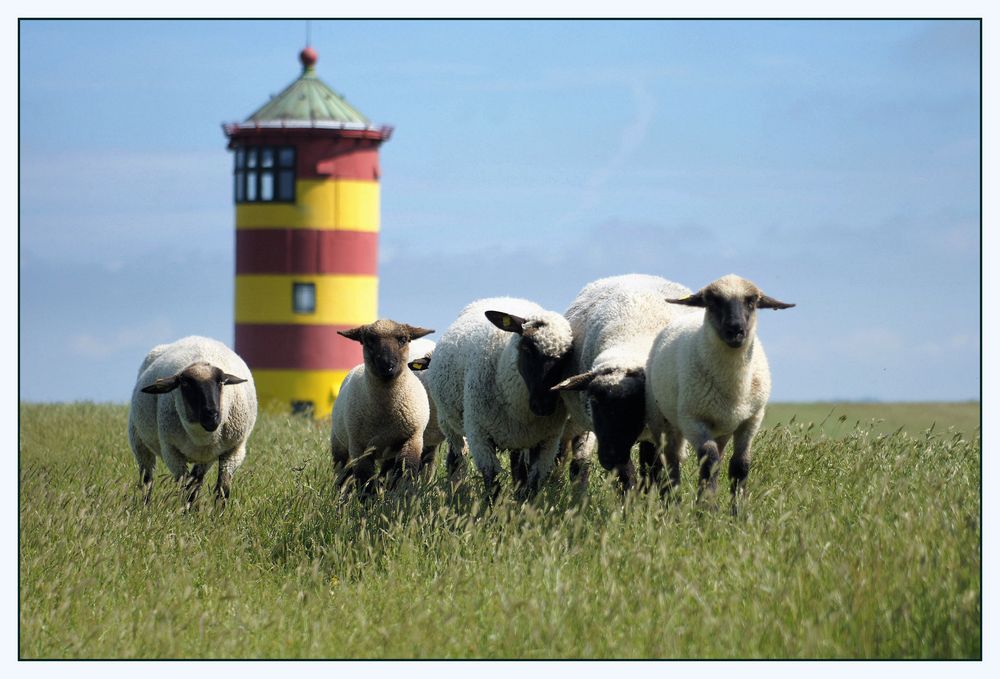 Auf`m Deich Foto & Bild | world, meer, natur Bilder auf fotocommunity