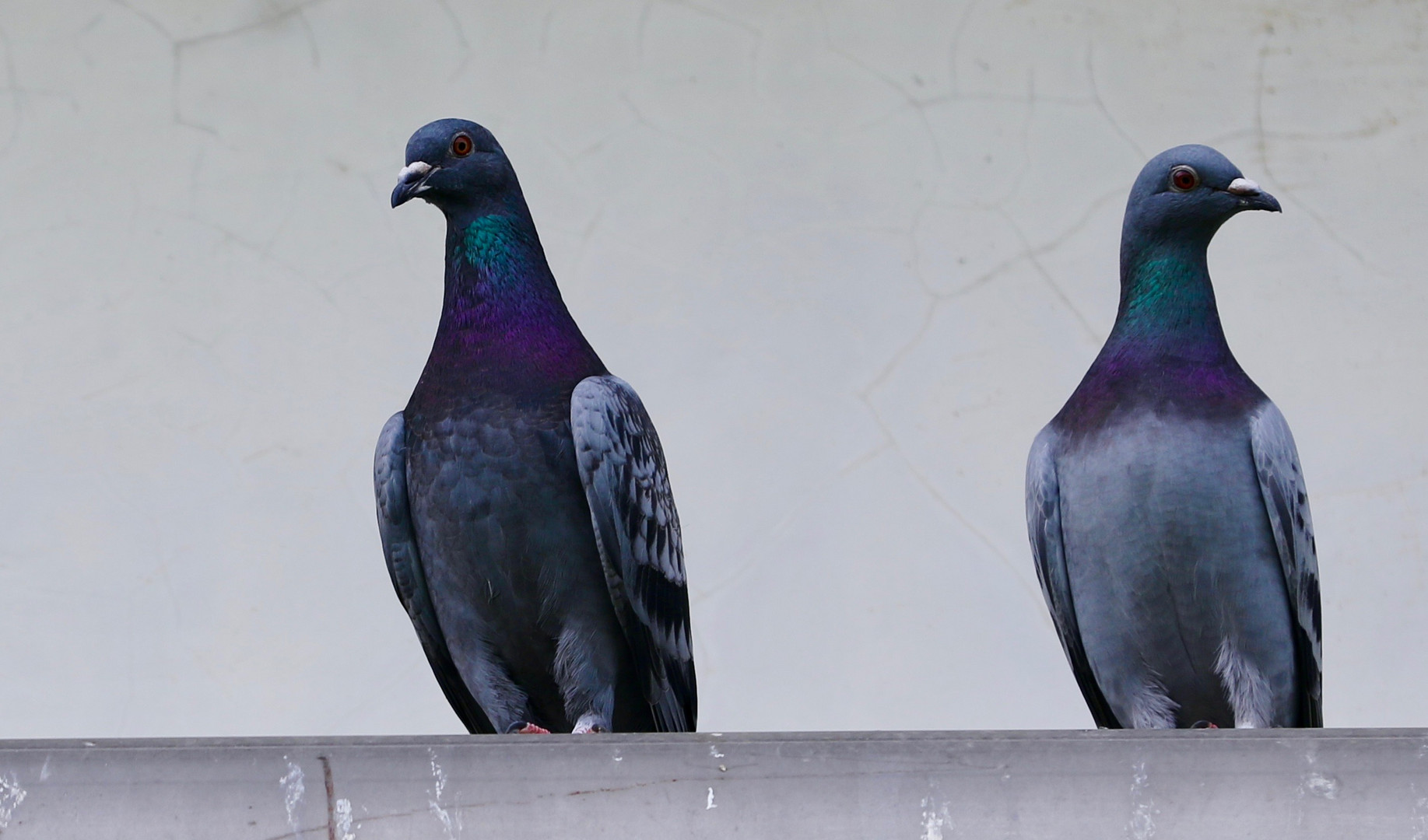 aufmerksame Tauben. Foto & Bild | tiere, wildlife, wild lebende vögel ...
