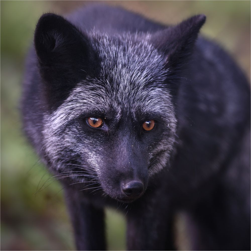 aufmerksamer Silberfuchs Foto & Bild | nikon, outdoor, natur Bilder auf ...