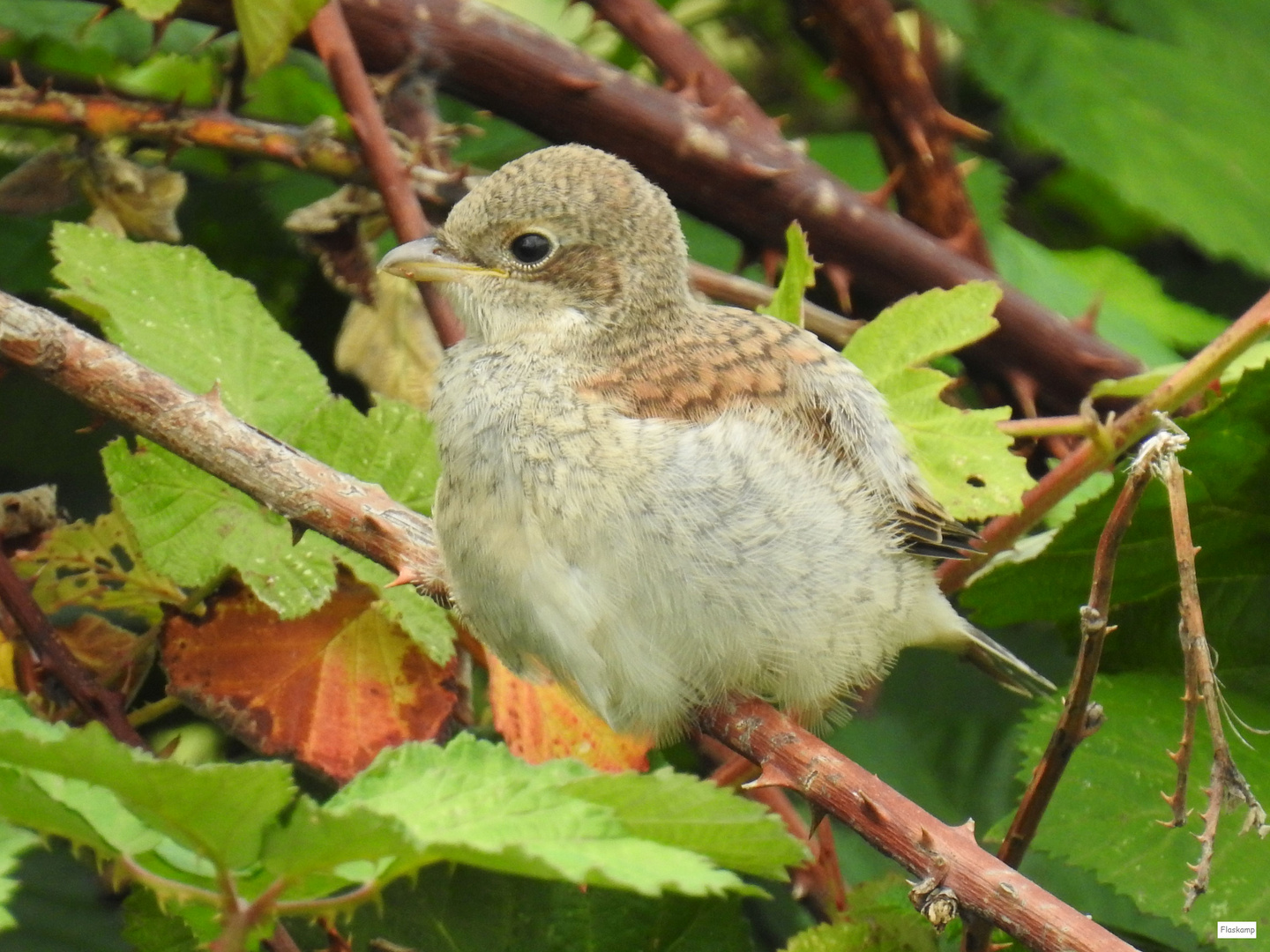 Aufmerksames Horchen ...... Foto & Bild | tiere, wildlife, wild lebende ...