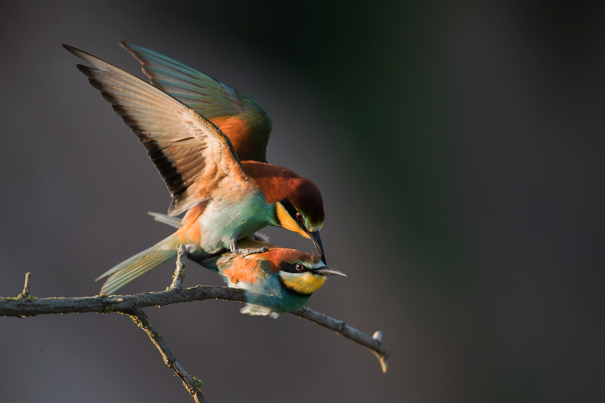 Aufsteigen Foto & Bild | fotos, natur, action Bilder auf fotocommunity