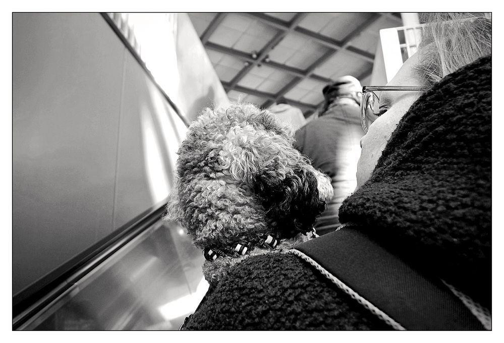 aufwärts mit Pudel Foto & Bild | erwachsene menschen, tiere, streetfotografie mit menschen ...