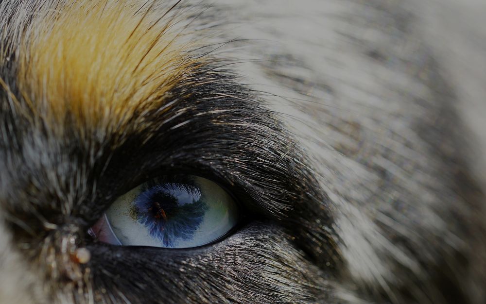 Auge------. Foto & Bild | tiere, haustiere, hunde Bilder auf fotocommunity