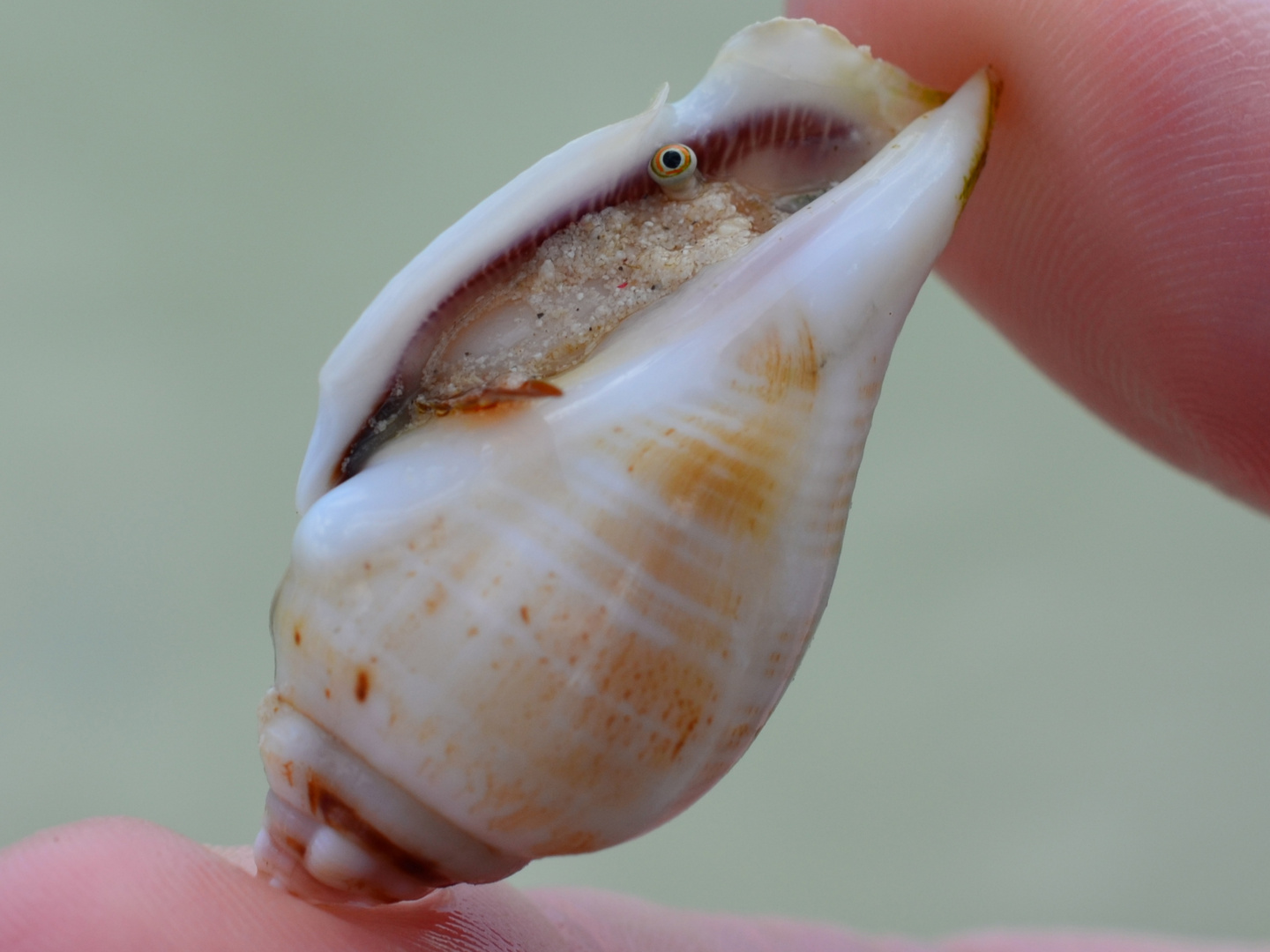 Auge der Muschel Foto & Bild | tiere, wildlife, schnecken & muscheln ...