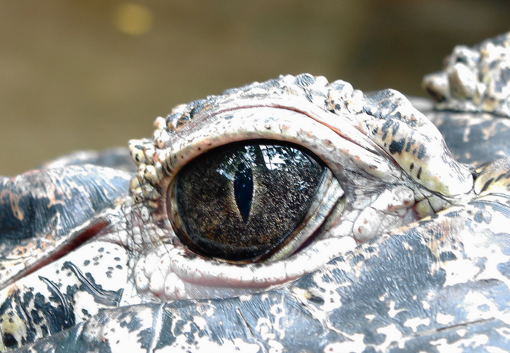 Auge im Auge mit dem Tier Foto & Bild | tiere, zoo, wildpark ...