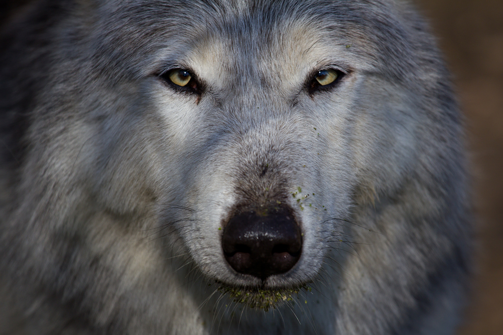 Auge in Auge mit dem Wolf Foto & Bild | tiere, zoo, wildpark ...