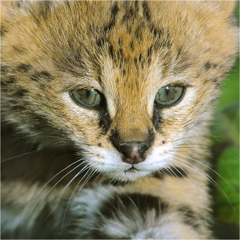 AUGEN Foto & Bild | tiere, zoo, wildpark & falknerei, säugetiere Bilder ...