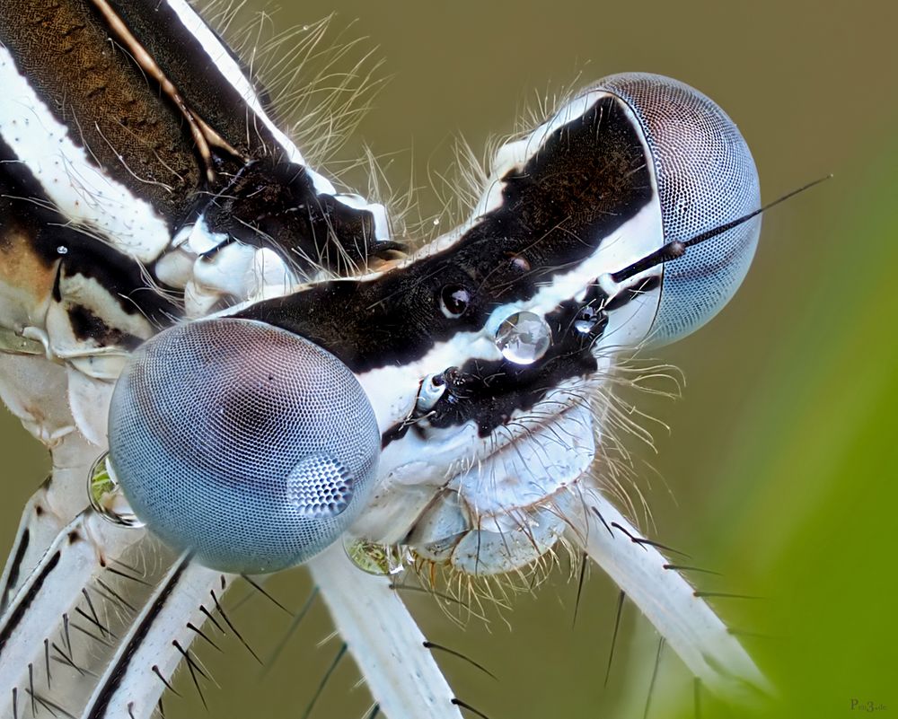 augen....... Foto & Bild | tiere, wildlife, libellen Bilder auf ...