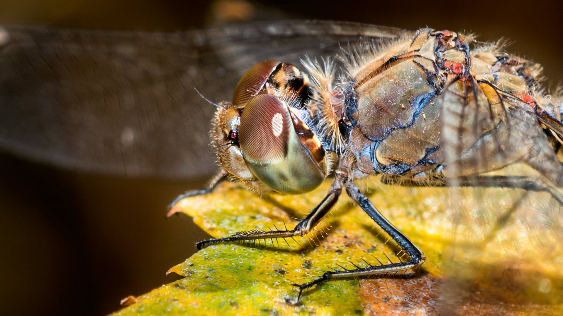 Augen - Blicke Foto & Bild | tiere, wildlife, libellen Bilder auf ...