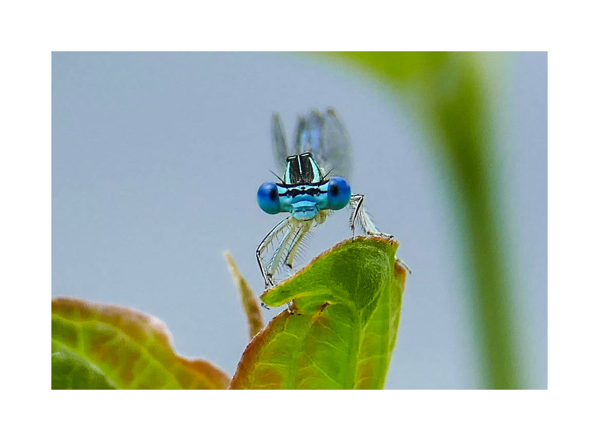 Augen-Kontakt Foto & Bild | tiere, wildlife, libellen Bilder auf ...