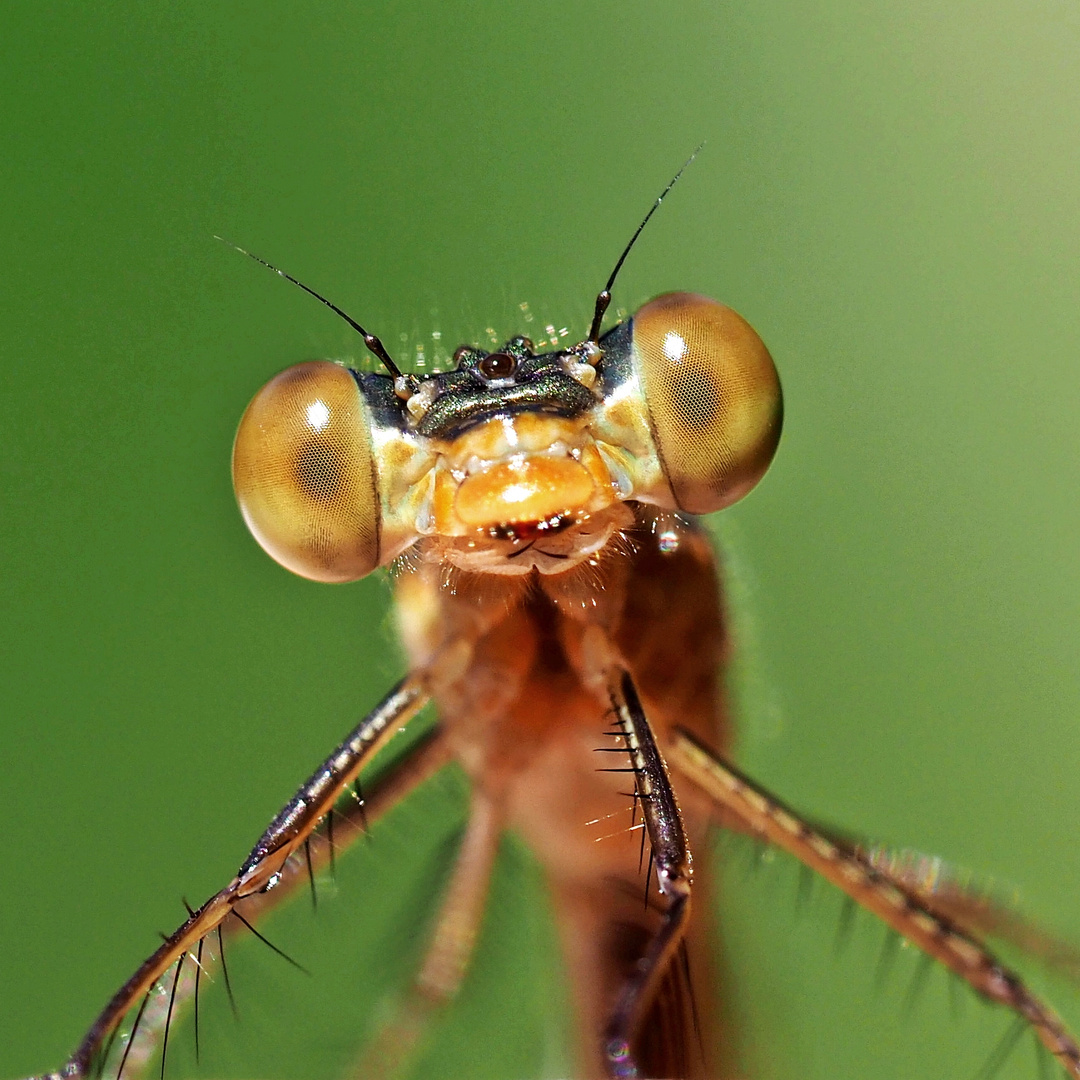 AUGEN... U 001 Foto & Bild | tiere, wildlife, libellen Bilder auf ...