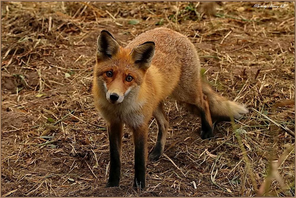 Augen und Ohren offen Foto & Bild | natur, tiere, wildlife Bilder auf ...