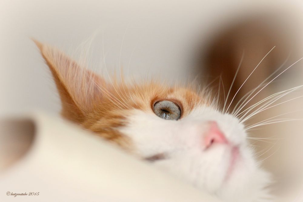 Augenblick Foto & Bild | natur, katzen, tiere Bilder auf fotocommunity