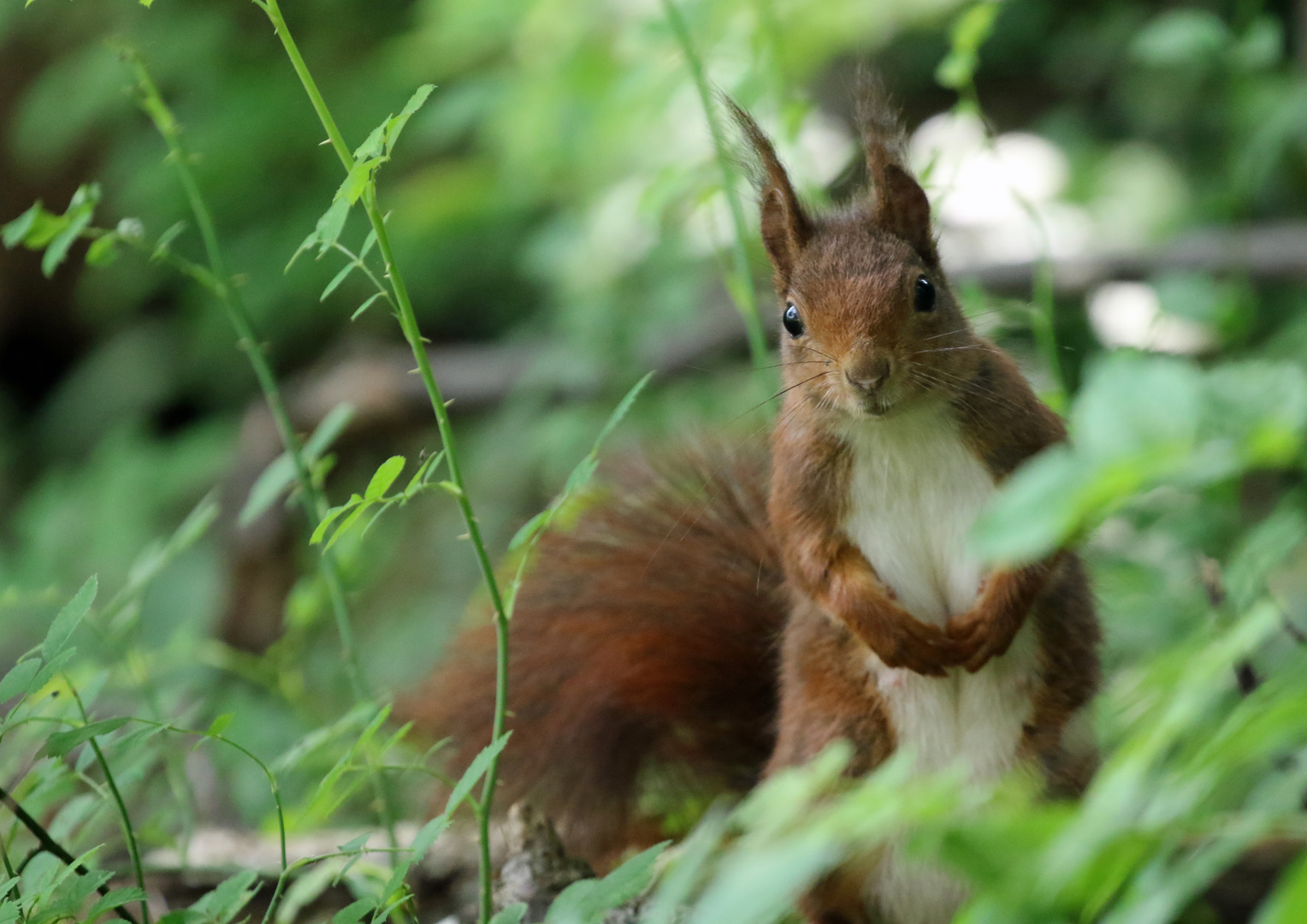 Augenblick Foto & Bild | natur, monatswettbewerb - natur, naturprojekte ...