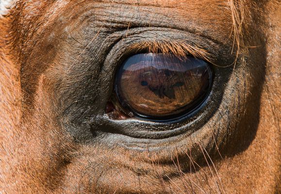 Tieraugen Fotos & Bilder auf fotocommunity