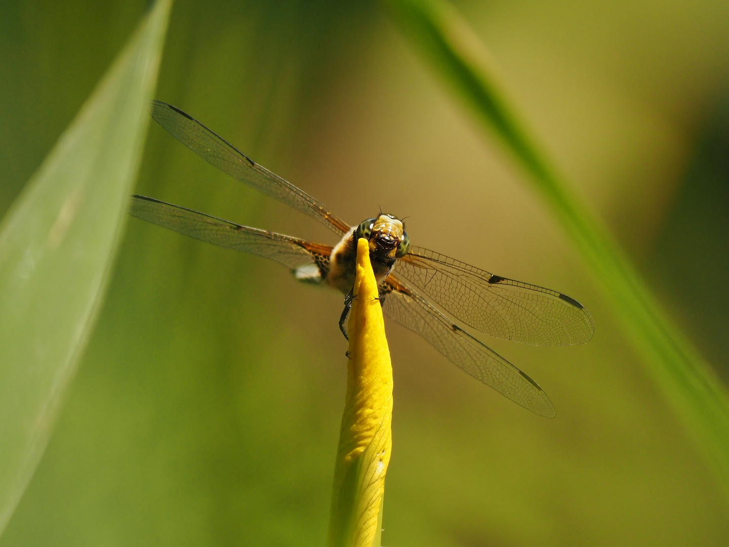 Augen.Blicke...... Foto & Bild | tiere, wildlife, libellen Bilder auf ...