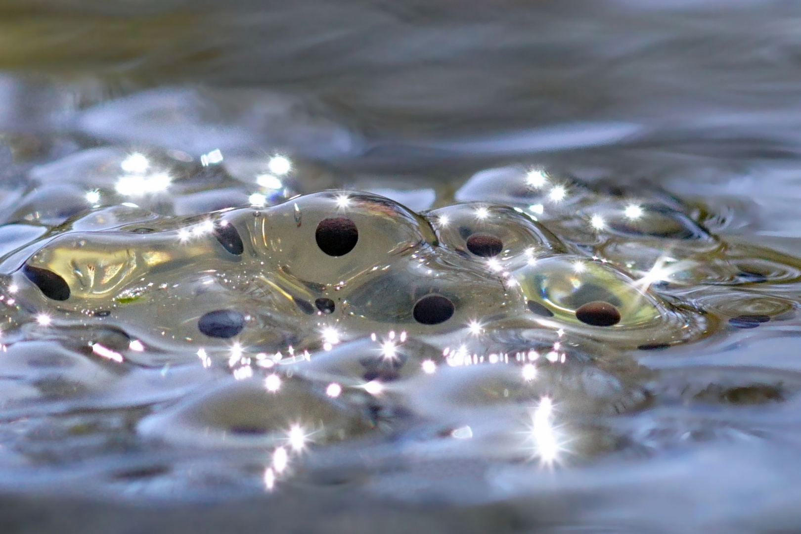 Augenstern - Laich vom Grasfrosch Foto & Bild | natur, wildlife, amphibien Bilder auf fotocommunity