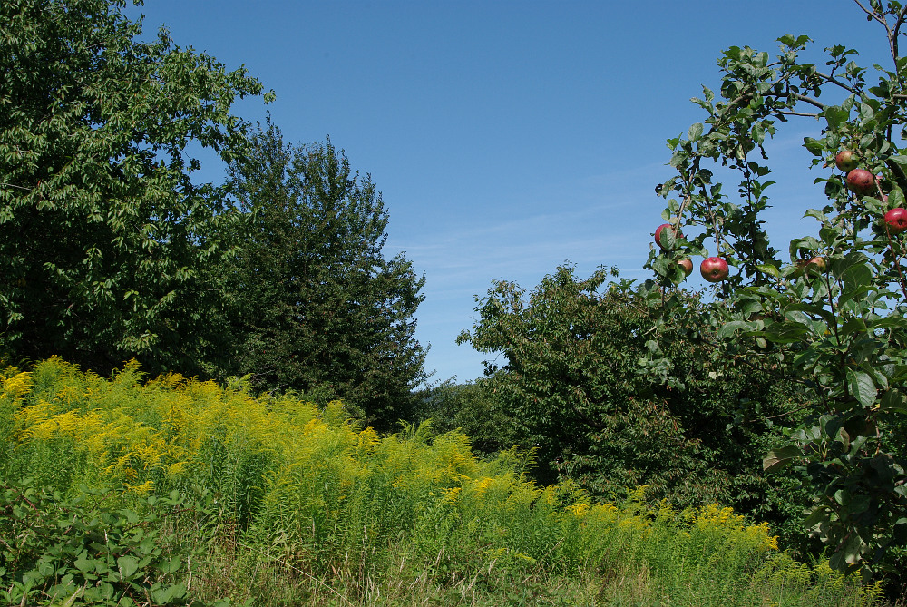 August Foto & Bild | jahreszeiten, sommer, natur Bilder auf fotocommunity