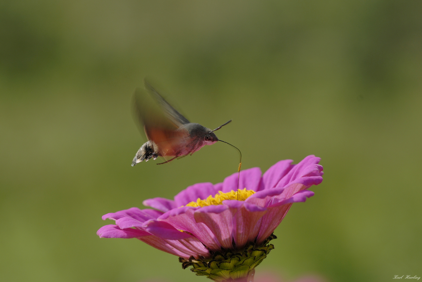 August Foto & Bild | tiere, wildlife, jahreszeiten Bilder auf fotocommunity