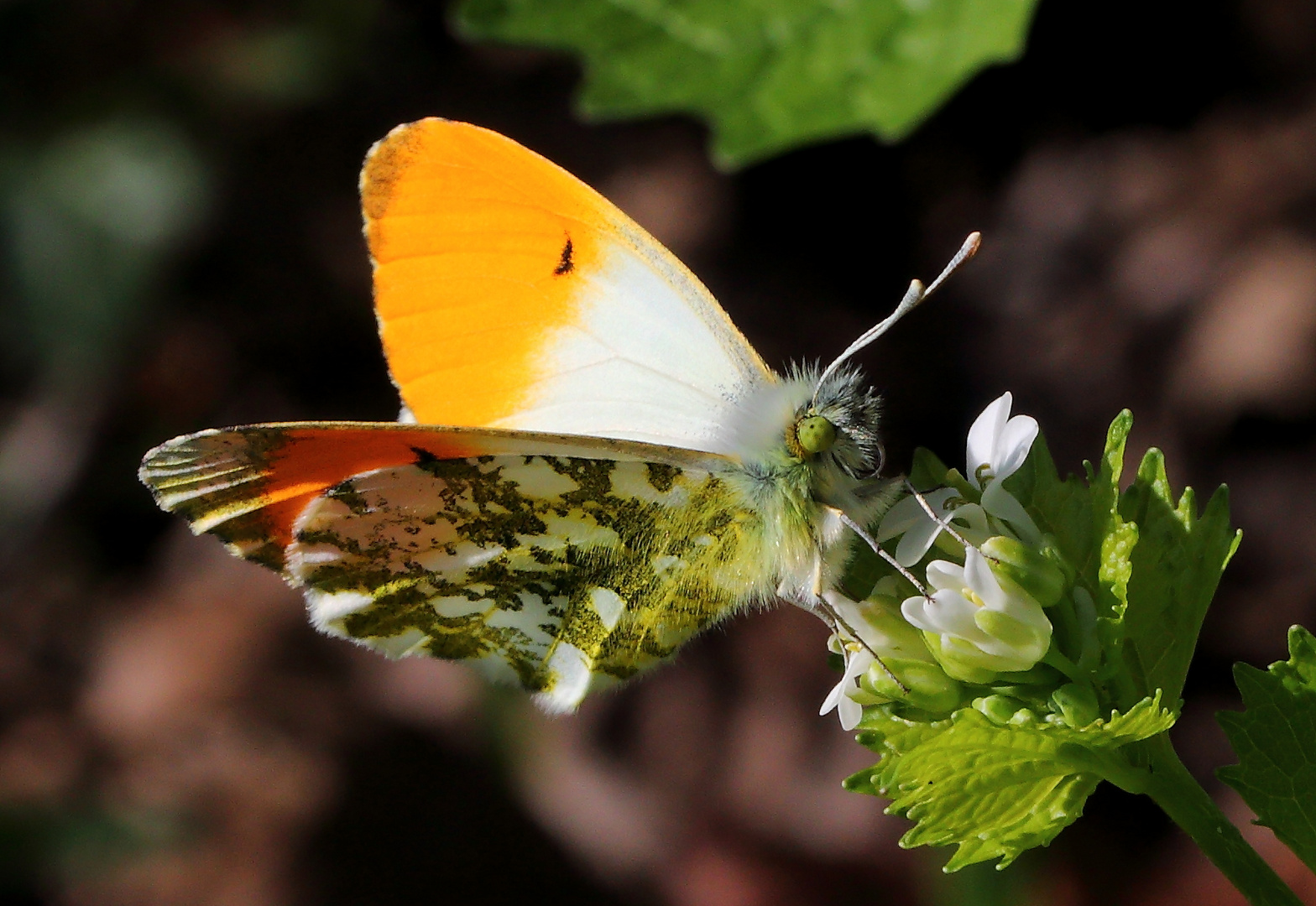 Aurora-Falter Foto & Bild | tiere, wildlife, insekten Bilder auf ...