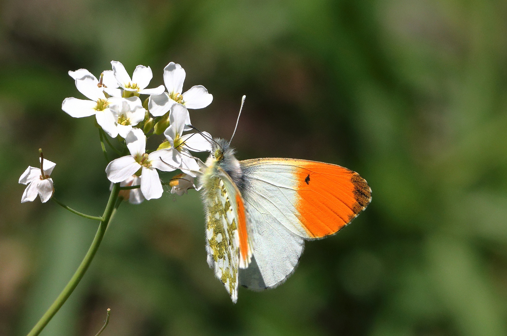 Aurora-Falter.... Foto & Bild | tiere, wildlife, schmetterlinge Bilder ...