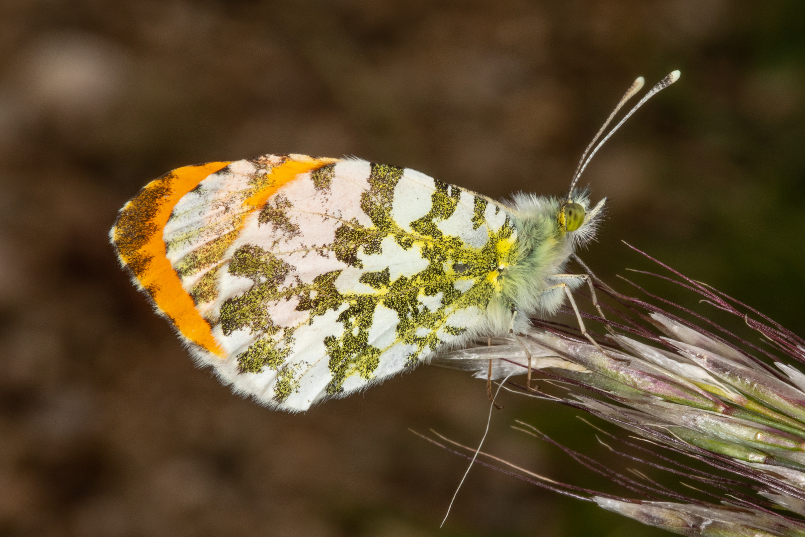 Aurorafalter oder Orange Tip (Anthocharis cardamines) Foto & Bild ...