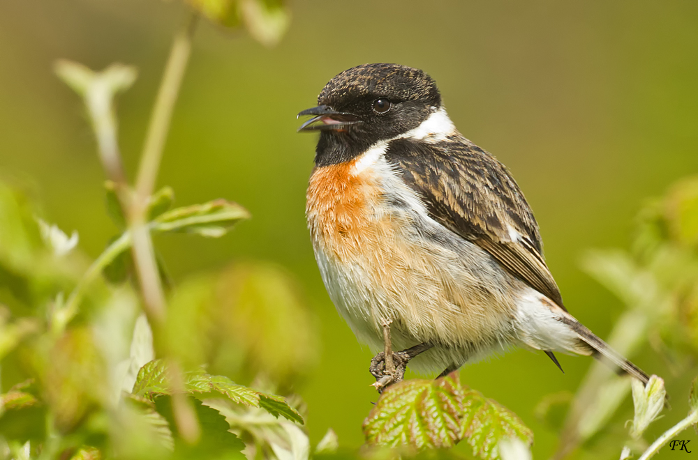 Aus dem Archiv - April 2022 *** Foto & Bild | tiere, wildlife, wild ...