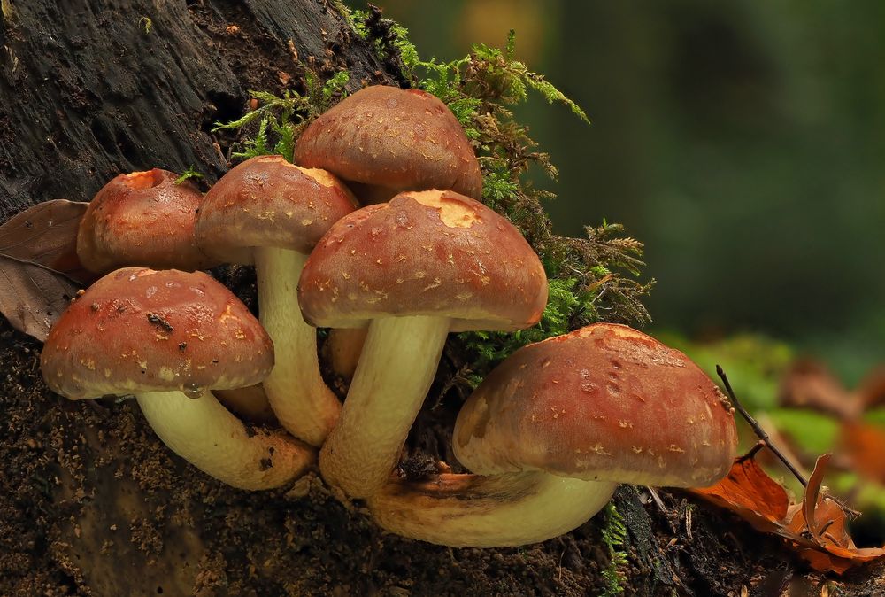 Aus dem Strunk Foto & Bild | natur, pflanzen, pilze & flechten Bilder ...