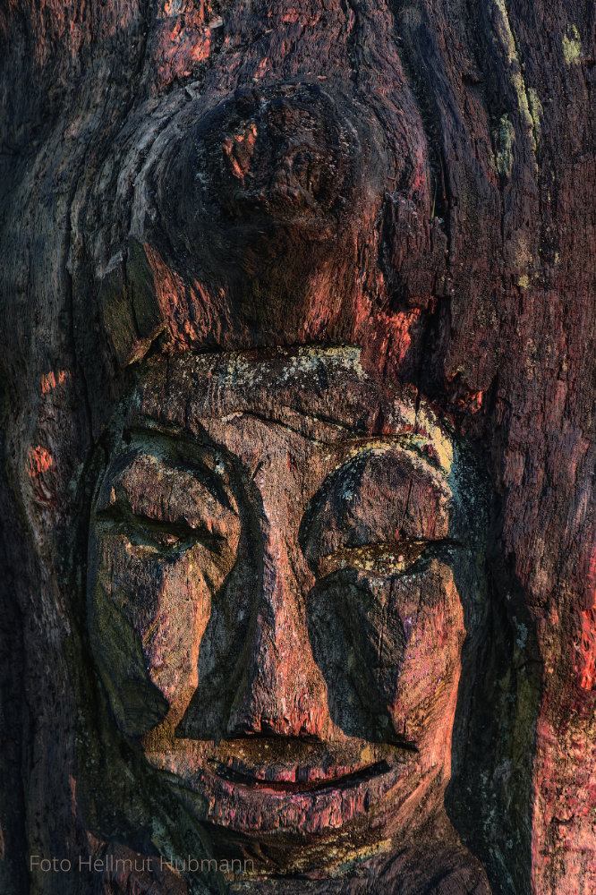 AUS DEM WALDE EIN HAUCH VON MONA LISA MIT BEA Foto & Bild | bäume, baum ...