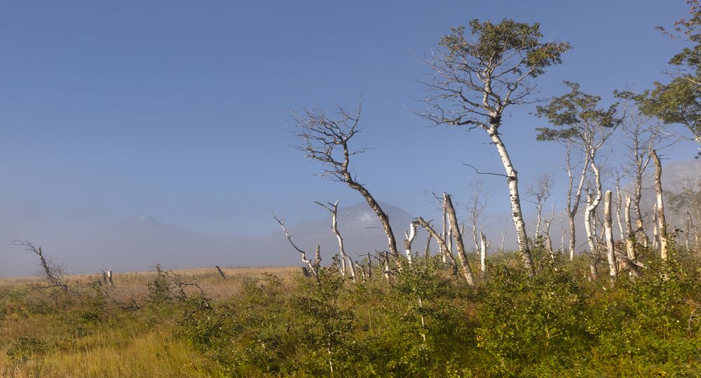 Aus der Asche auferstanden Foto & Bild | landschaft, wald, rückkehr der ...