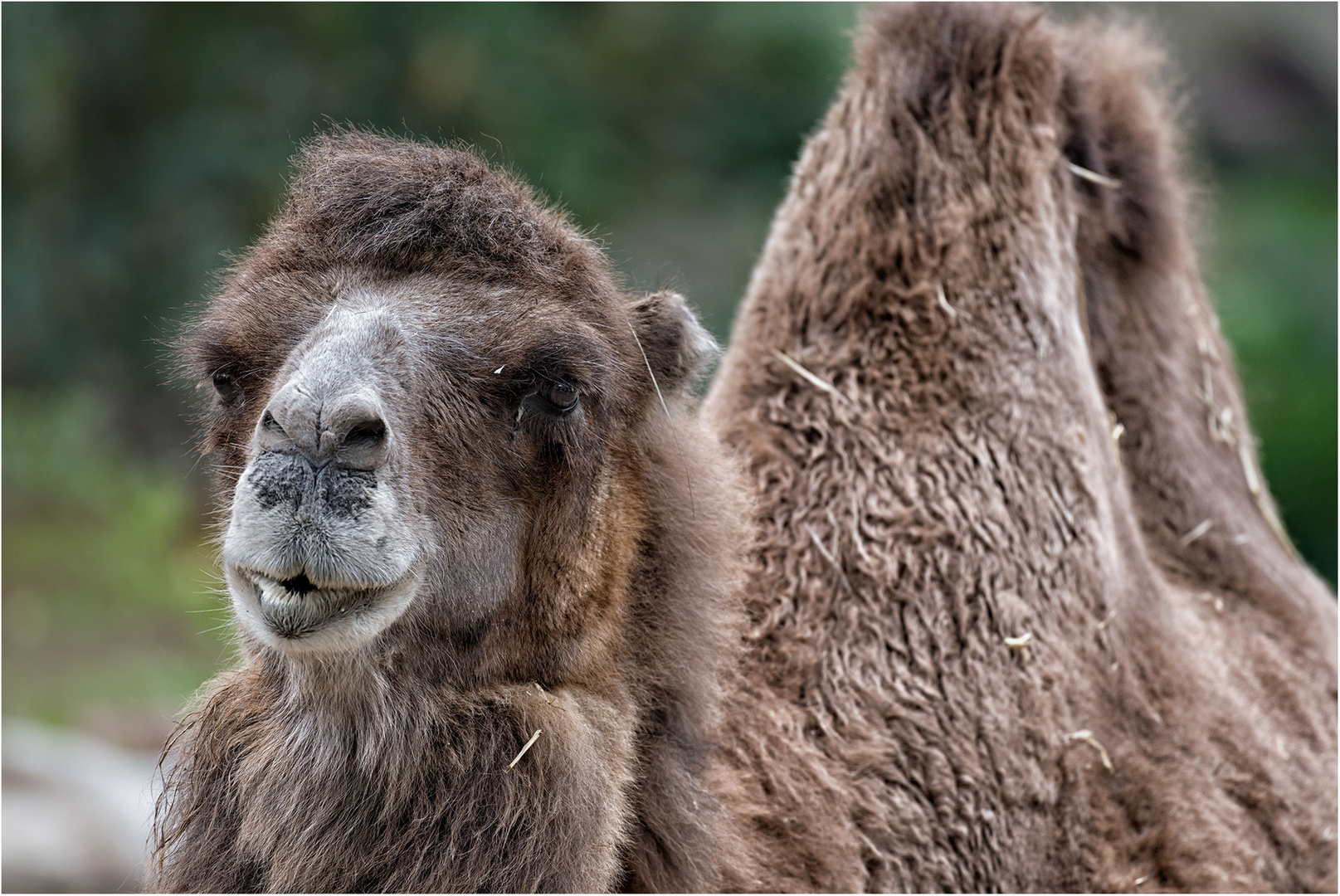 Aus der Familie der Kamele..... Foto & Bild | natur, porträt, paarhufer ...