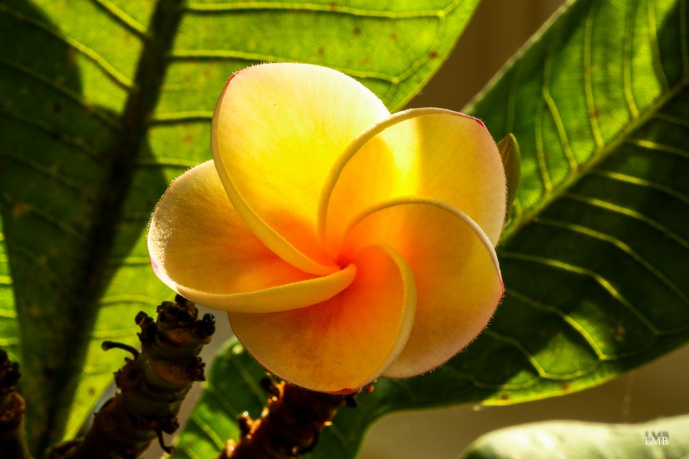 Aus der Neotropis Foto & Bild | spezial, bäume, natur Bilder auf ...