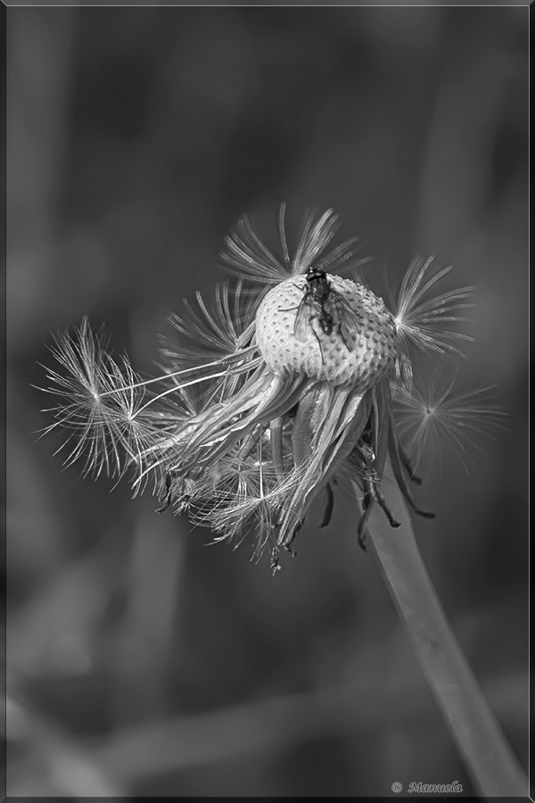 Aus der Puste Foto & Bild | tiere, wildlife, insekten Bilder auf ...