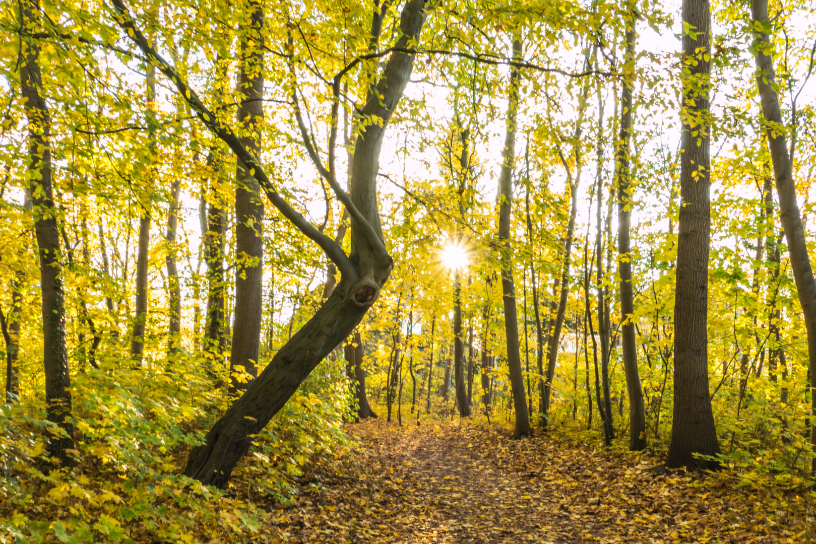 Aus der Reihe getanzt Foto & Bild | pflanzen, pilze & flechten, bäume ...