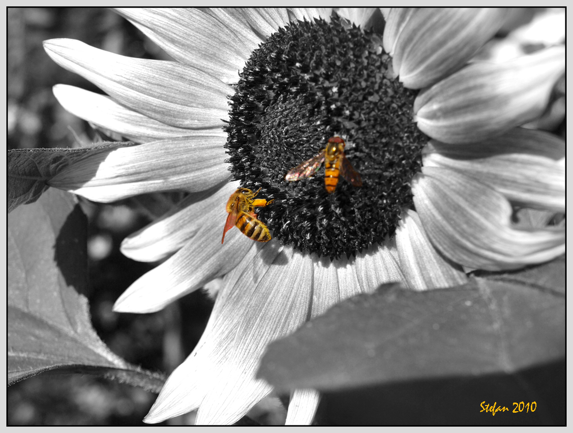 ...aus der Sicht der Insekten? Foto & Bild | monochrom, bearbeitungs - techniken, digiart Bilder ...